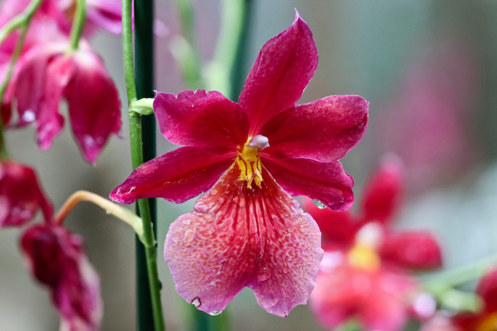Miltonia and Miltoniopsis (Pansy Orchids): Care Guide | Brilliant Orchids