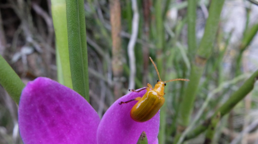 How To Deal With Caterpillars & Other Orchid Pests | Brilliant Orchids
