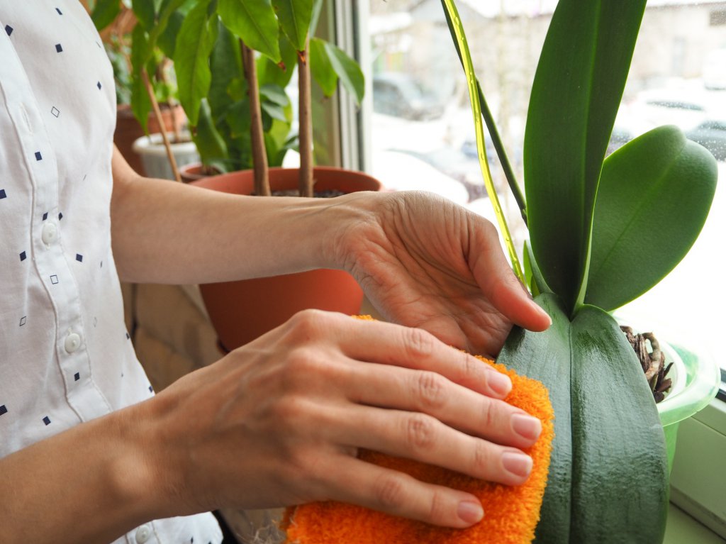 How To Fix Wrinkled Orchid Leaves Care Guide Brilliant Orchids how-to-fix-wrinkled-orchid-leaves-care-guide-brilliant-orchids